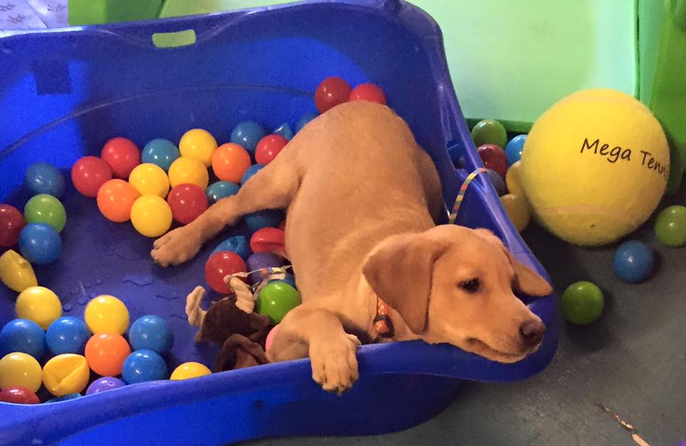Give your puppy a great start at a Canine Creche Puppy Pawty