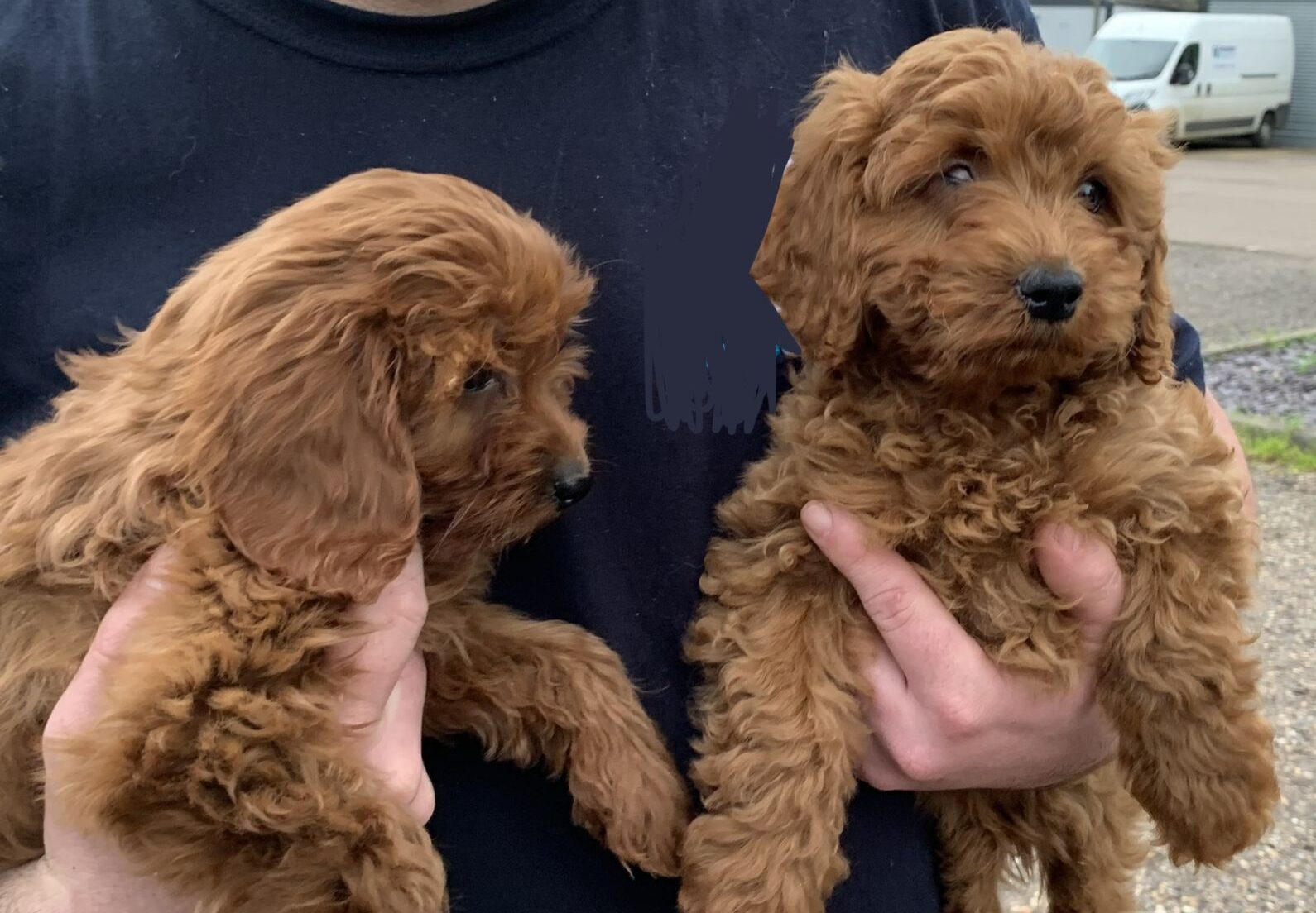 Appeal after cockapoo puppies dumped at Ipswich roadside