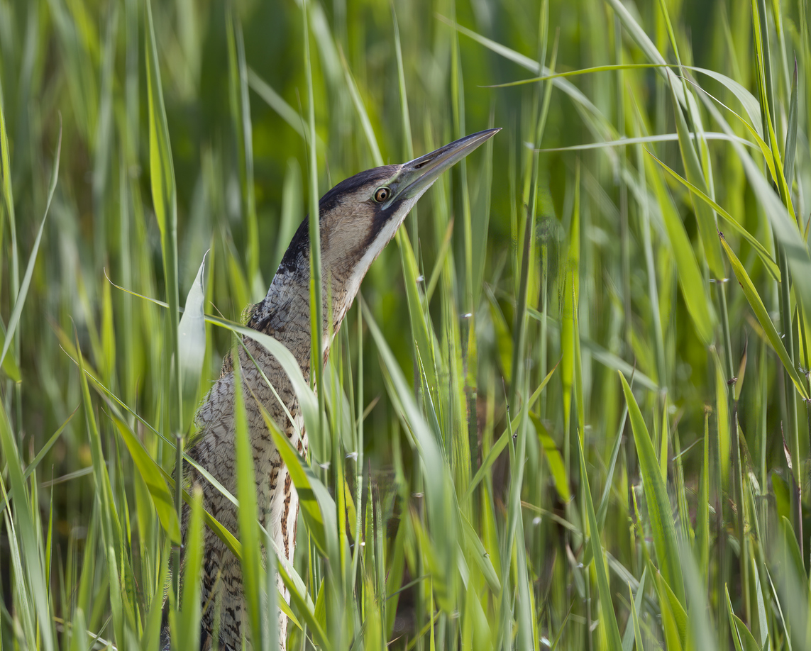 Exploring Minsmere Nature Reserve, a haven for wildlife and nature lovers